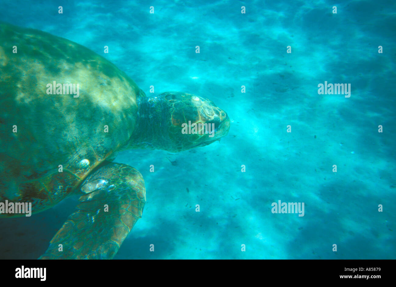 Large sea turtle underwater close hi-res stock photography and images ...