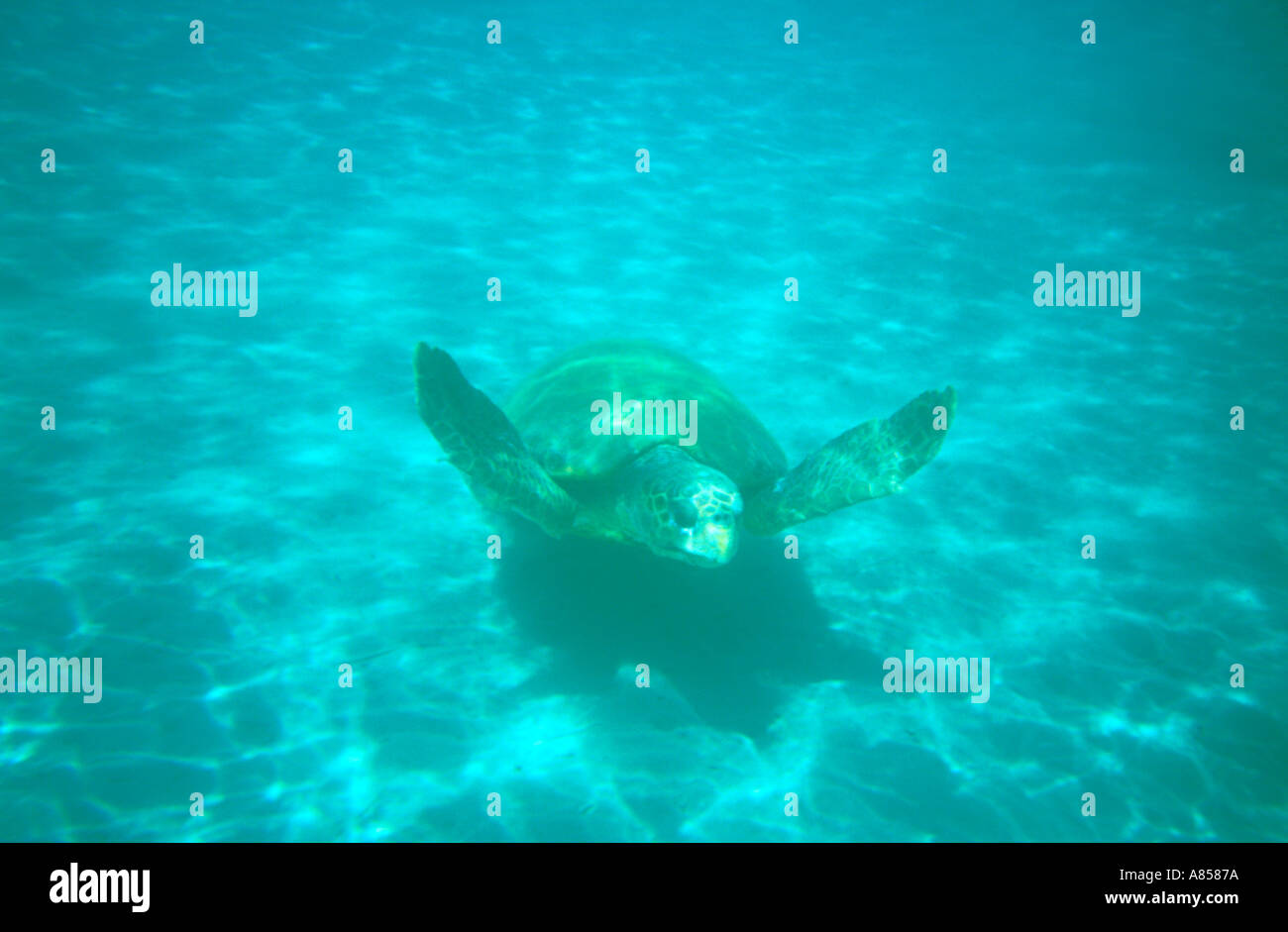 Loggerhead Turtle Underwater Stock Photo - Alamy
