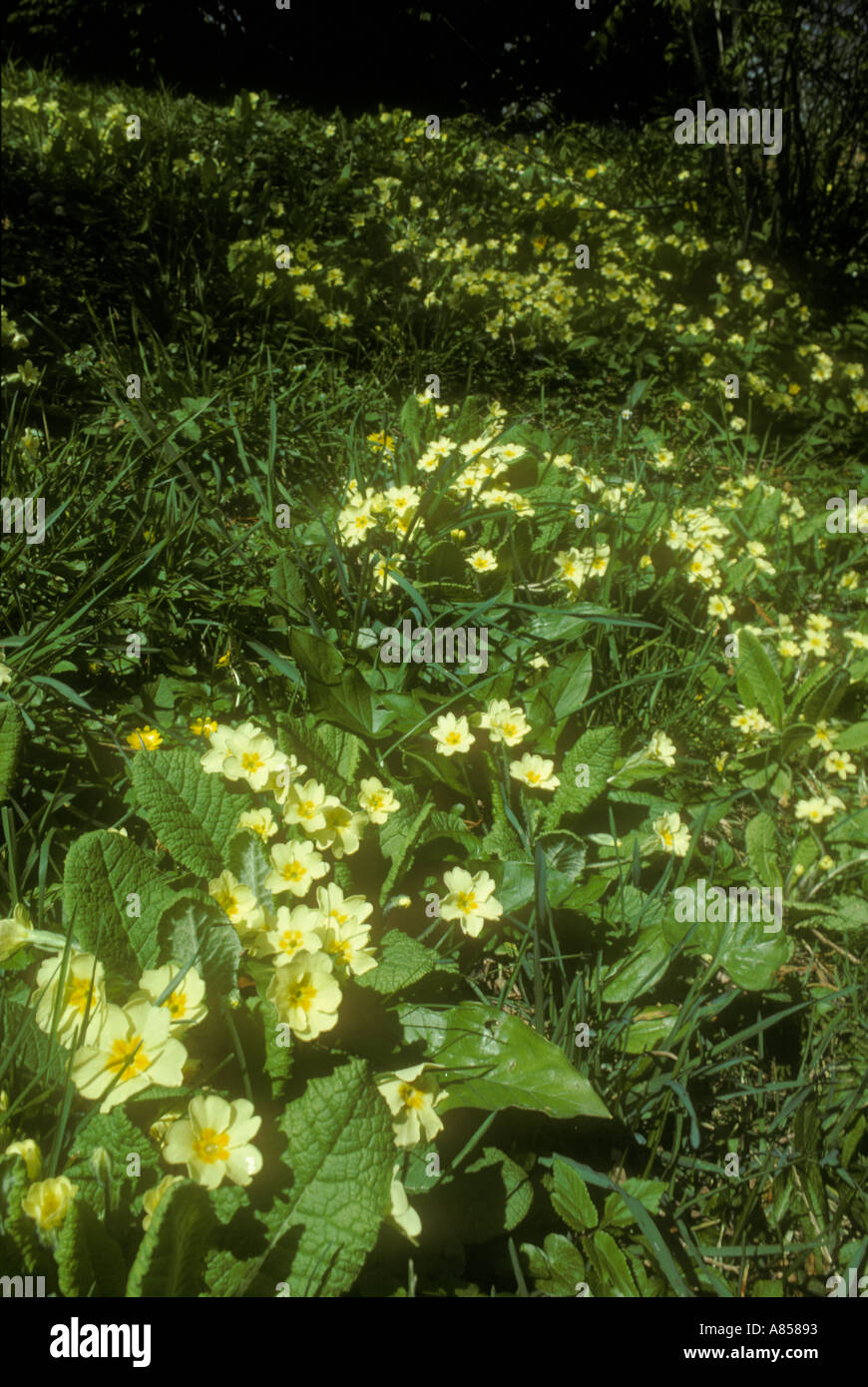A mass of Primroses Stock Photo - Alamy