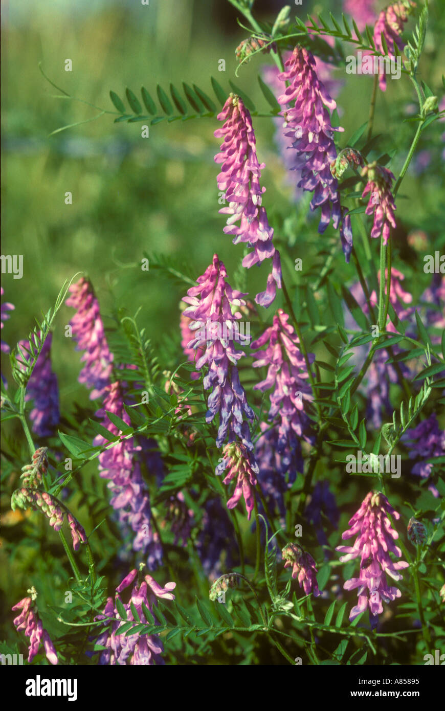 A mass of Tufted Vetch Stock Photo - Alamy