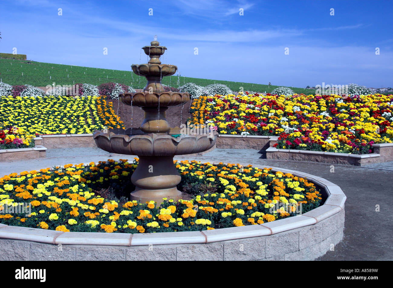 Giant Tecolote Ranunculus flower fields in bloom near Carlsbad ...