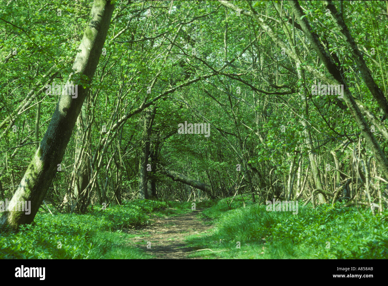 Overgrown bridleway uk hi-res stock photography and images - Alamy