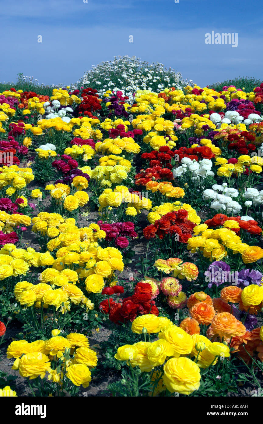 Giant Tecolote Ranunculus flower fields in bloom near Carlsbad ...