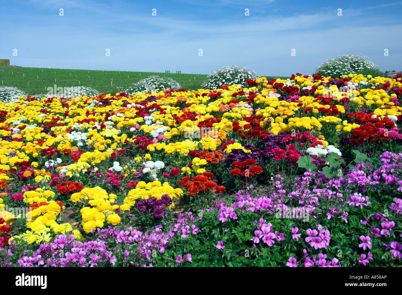 Carlsbad flower field tecolote ranunculus hi-res stock photography and ...