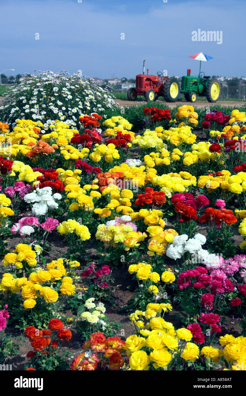 Giant Tecolote Ranunculus flower fields in bloom near Carlsbad ...