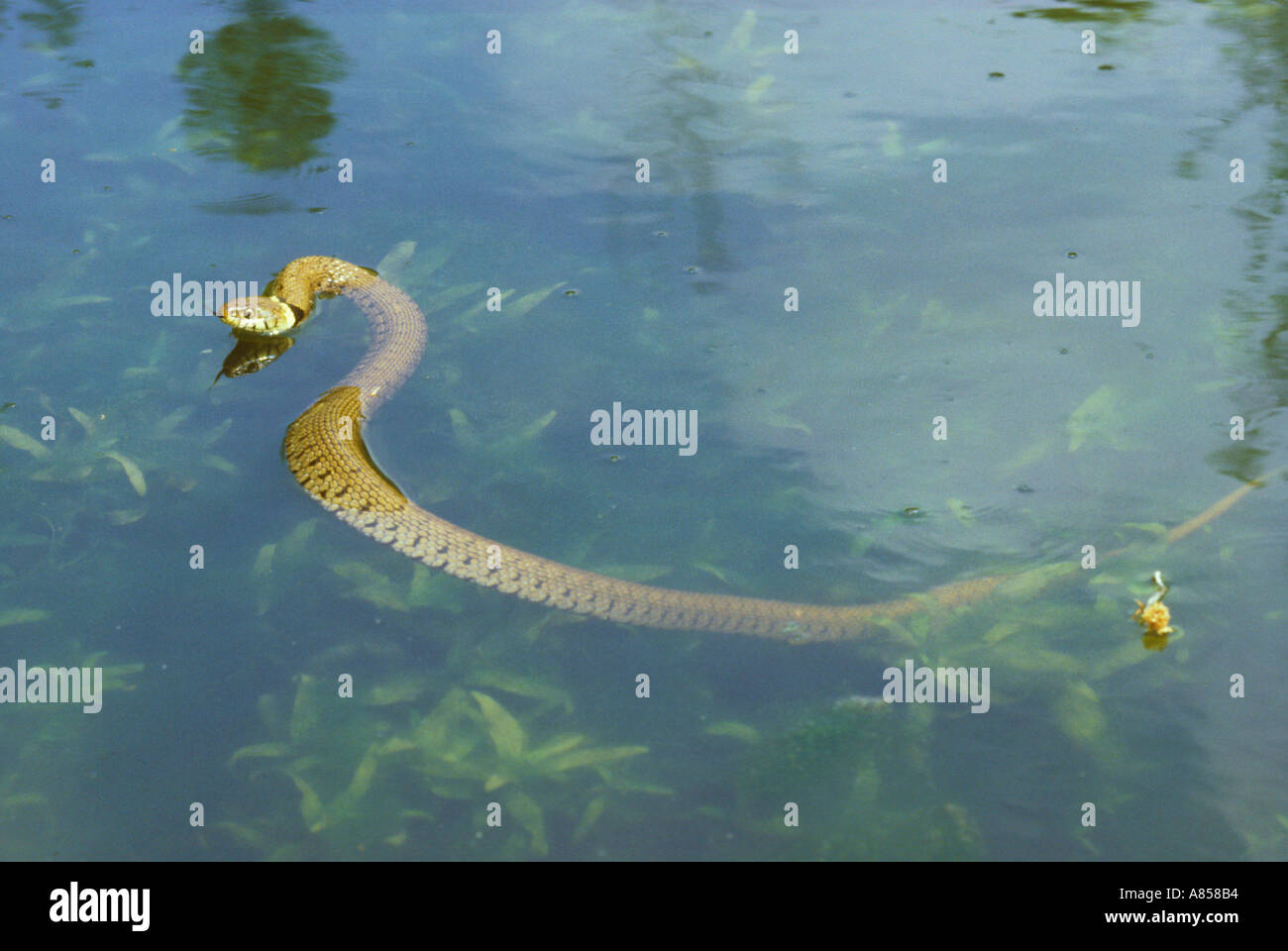 Grass snake uk river hi-res stock photography and images - Alamy