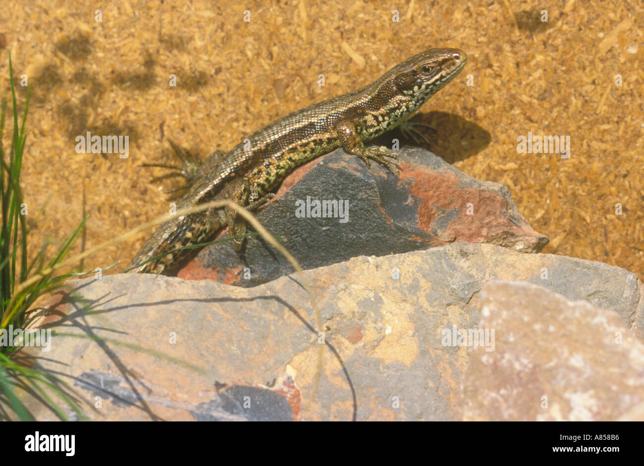 Long and slender lizard hi-res stock photography and images - Alamy