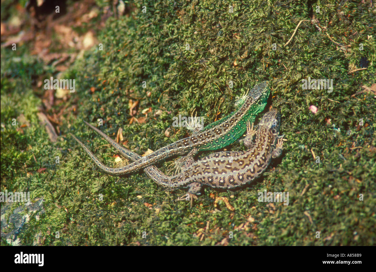 Sand Lizards male and female that is bulging with eggs Stock Photo - Alamy