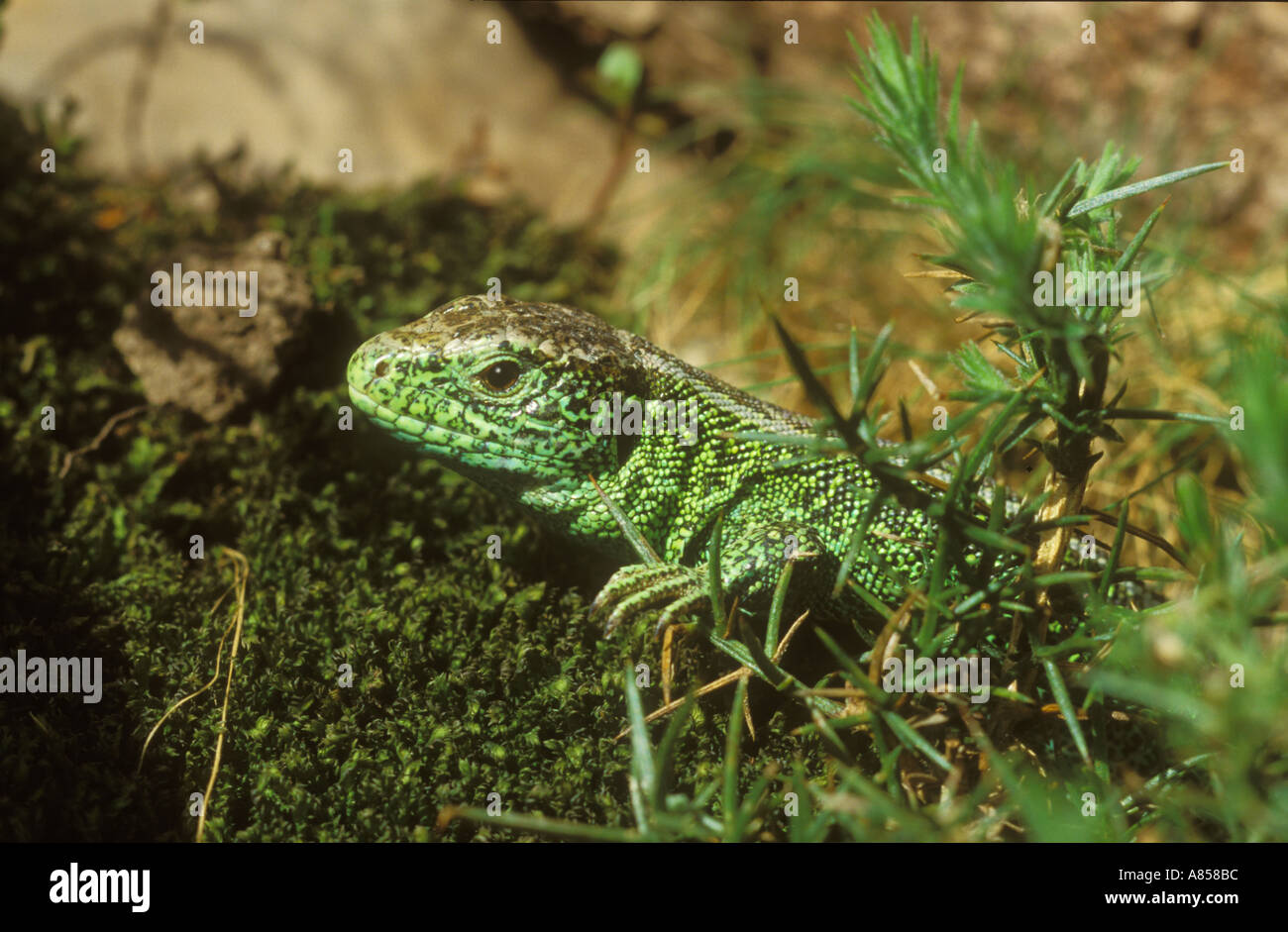 Sand Lizards close up on head of male Stock Photo - Alamy