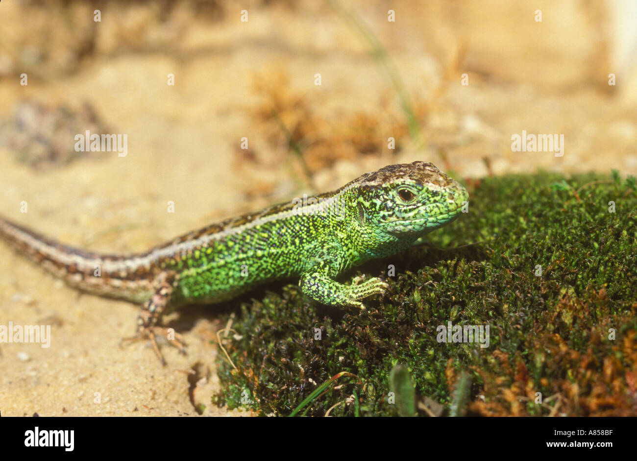Sand Lizards close up on male Stock Photo - Alamy