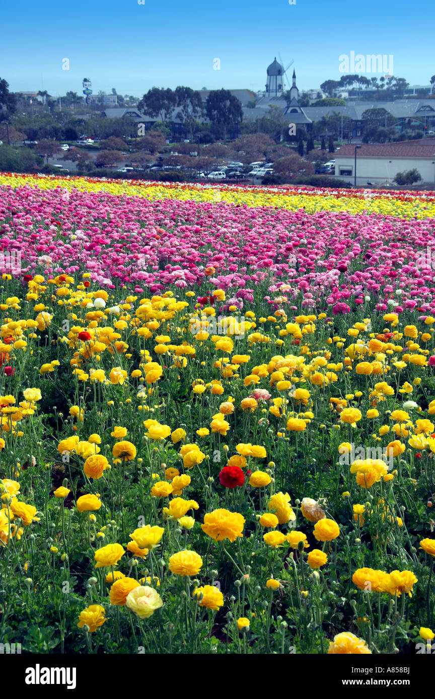 Giant Tecolote Ranunculus flower fields in bloom near Carlsbad ...