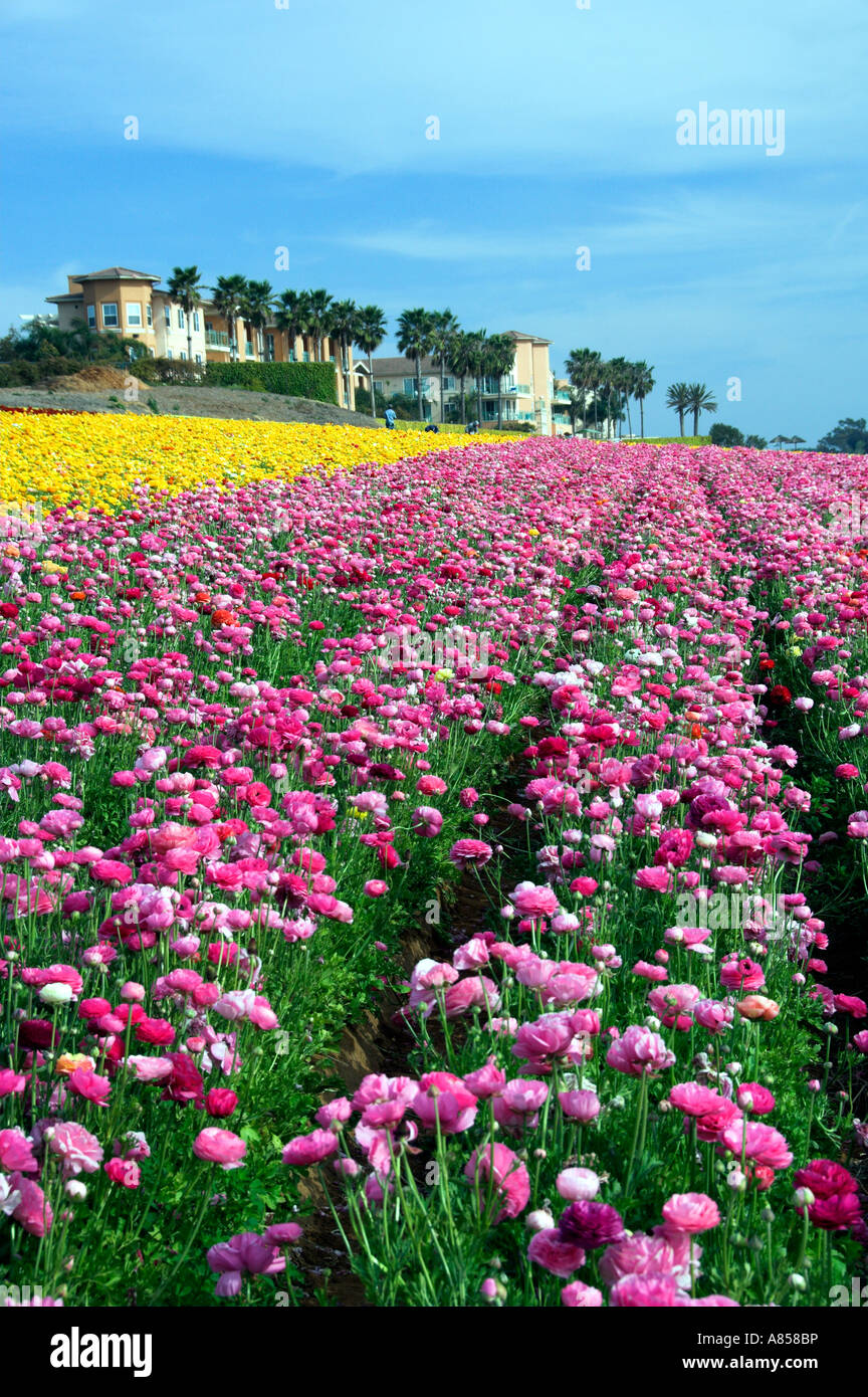 Giant Tecolote Ranunculus flower fields in bloom near Carlsbad ...