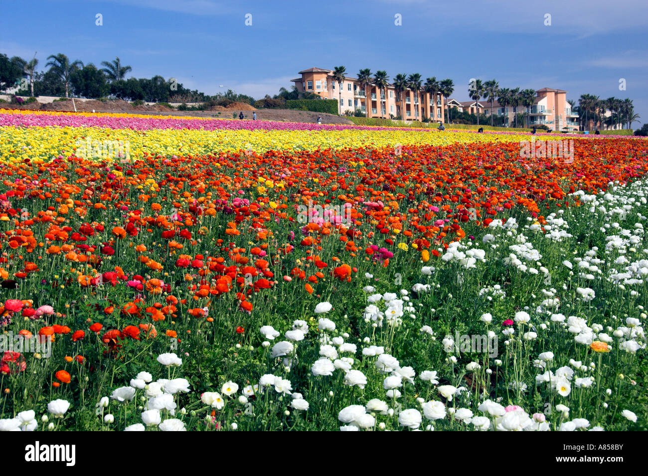 Giant Tecolote Ranunculus flower fields in bloom near Carlsbad ...