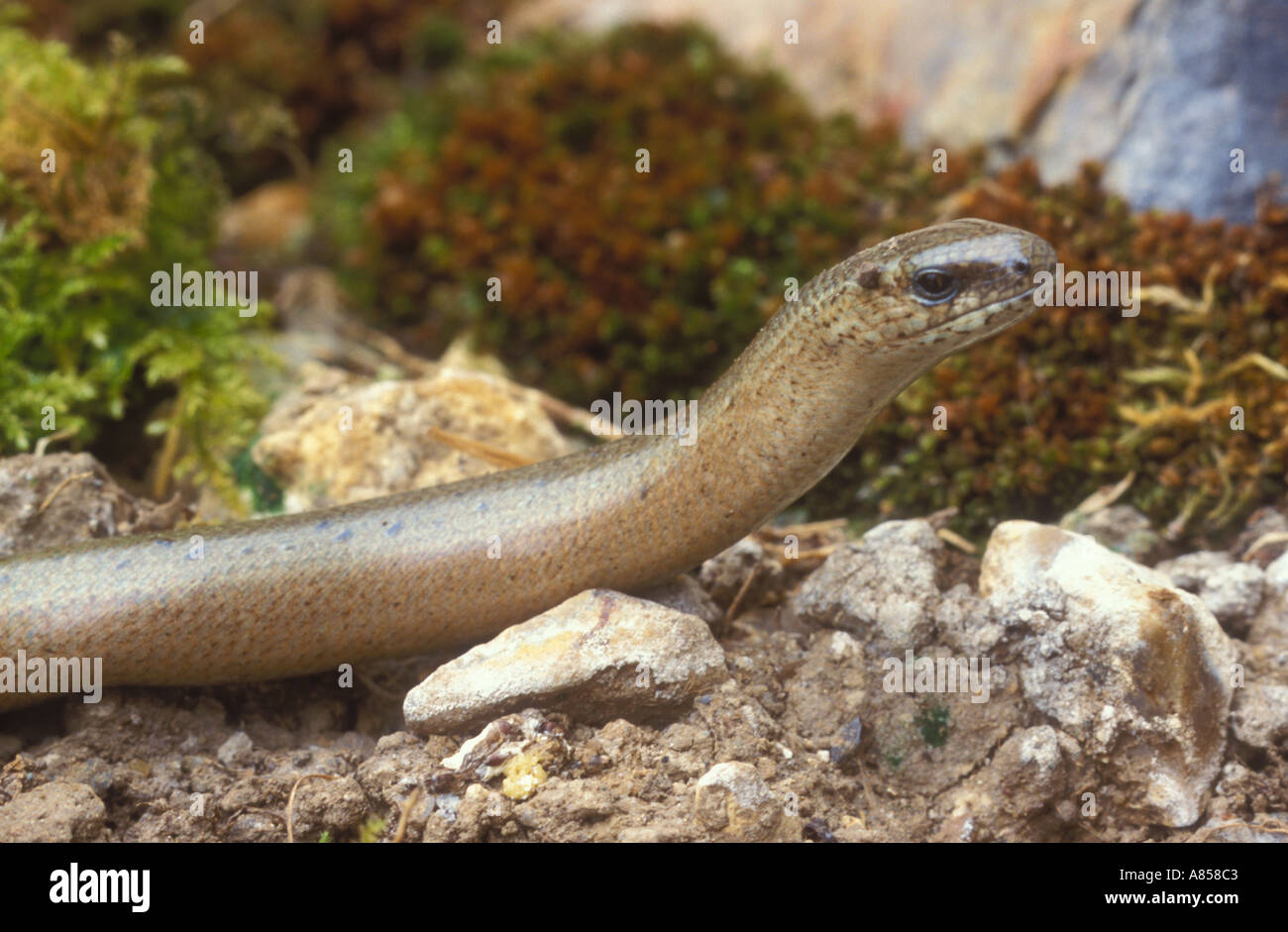 Slow worm in close up A classic portrait Stock Photo - Alamy