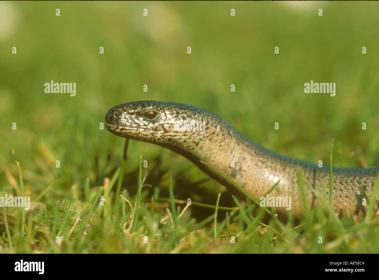 Slow worm in close up A classic portrait Stock Photo - Alamy