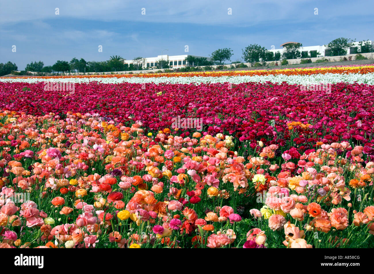 Giant Tecolote Ranunculus flower fields in bloom near Carlsbad ...