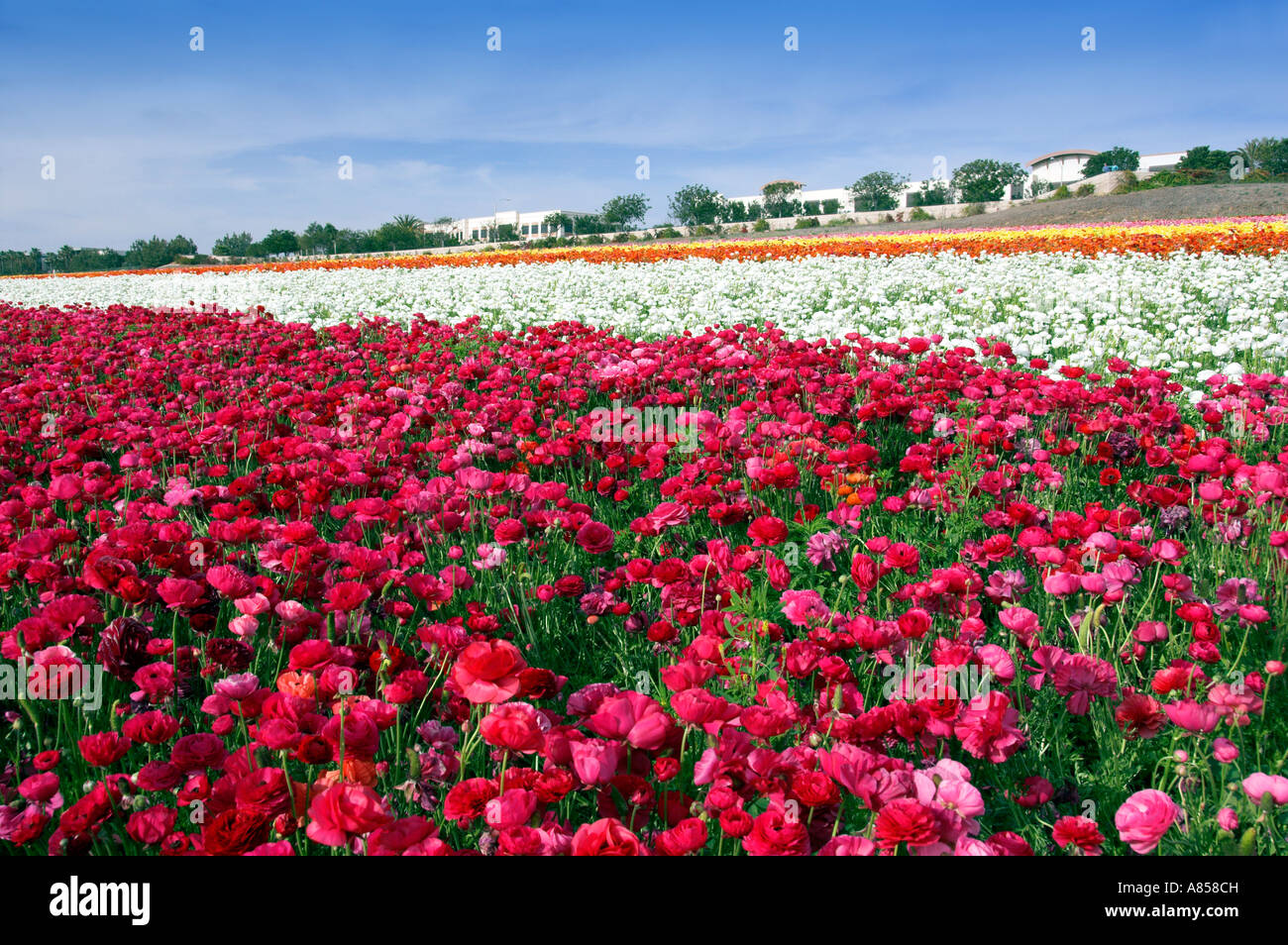 Giant Tecolote Ranunculus flower fields in bloom near Carlsbad ...