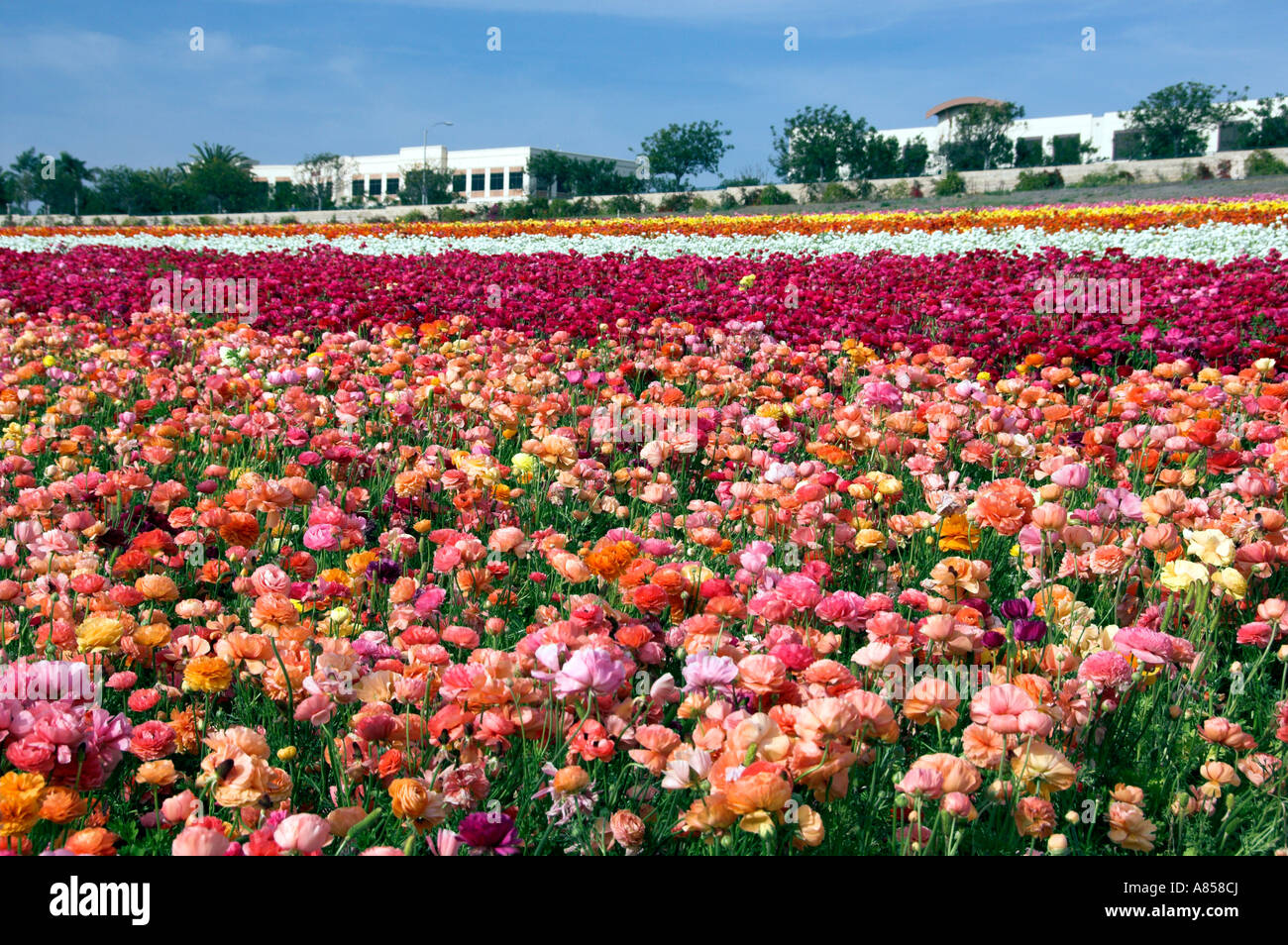Giant Tecolote Ranunculus flower fields in bloom near Carlsbad ...