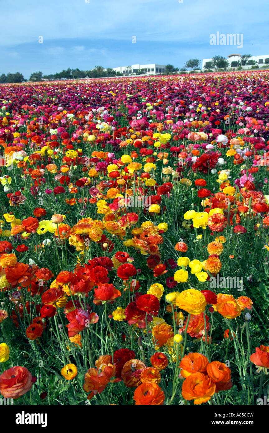 Giant Tecolote Ranunculus flower fields in bloom near Carlsbad ...