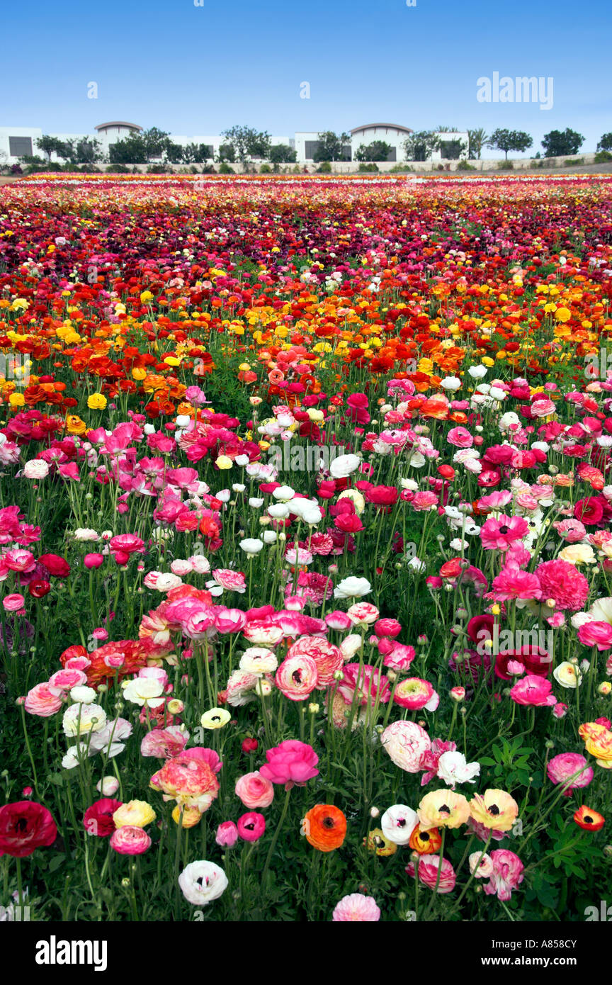 Giant tecolote ranunculus flower fields hi-res stock photography and ...
