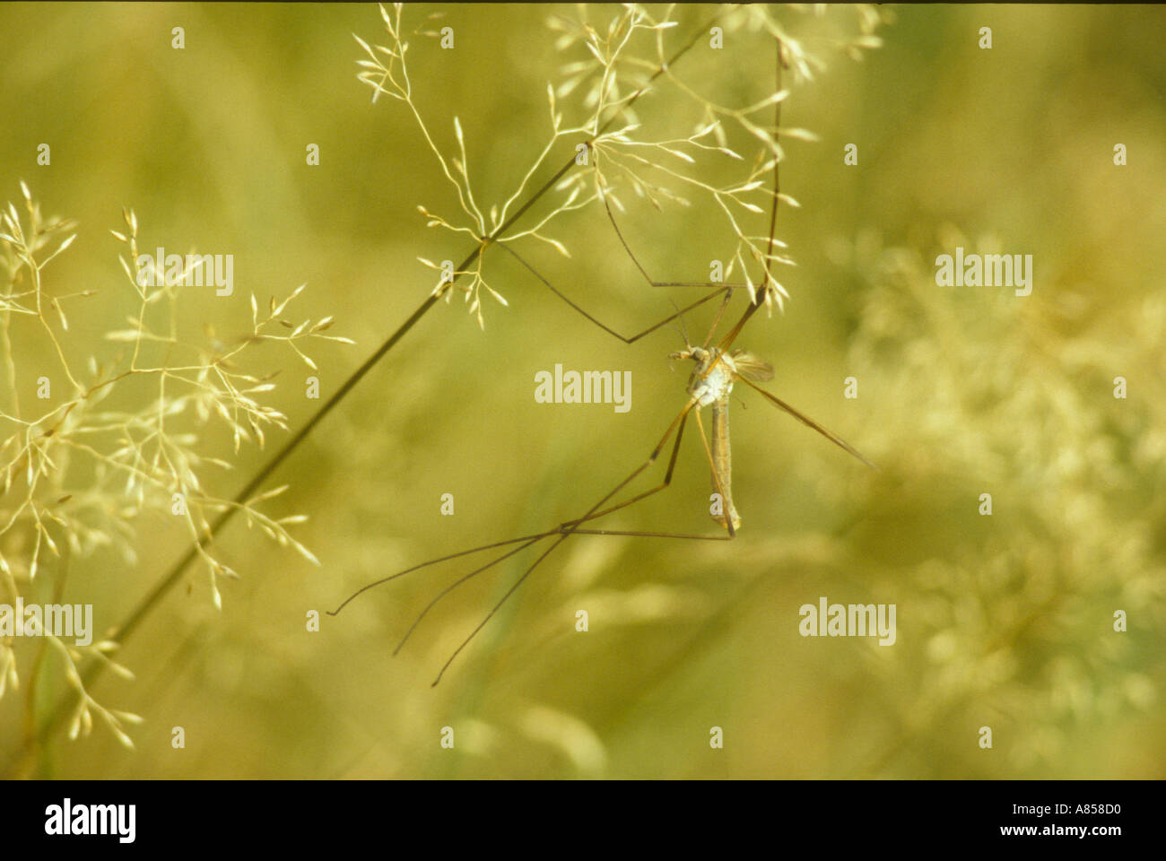 Crane Fly or Daddy Long Legs resting on a grass seed head Stock Photo ...
