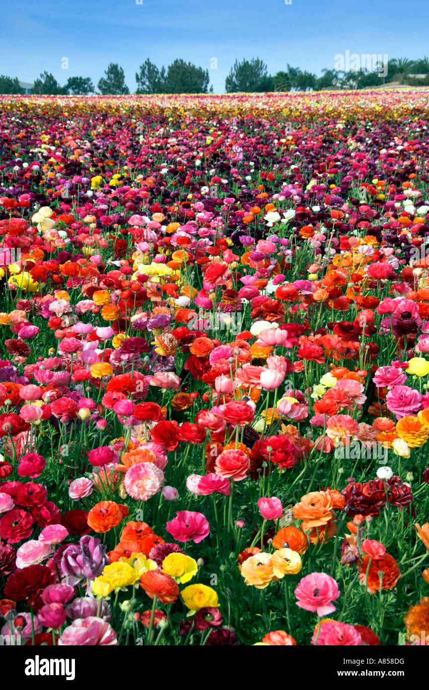Giant Tecolote Ranunculus flower fields in bloom near Carlsbad ...