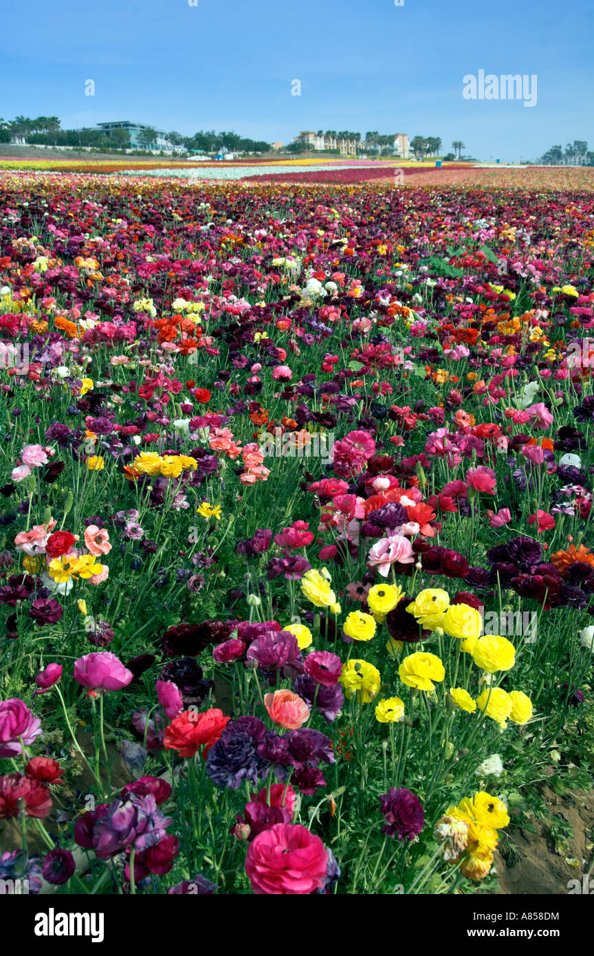 Giant Tecolote Ranunculus flower fields in bloom near Carlsbad ...