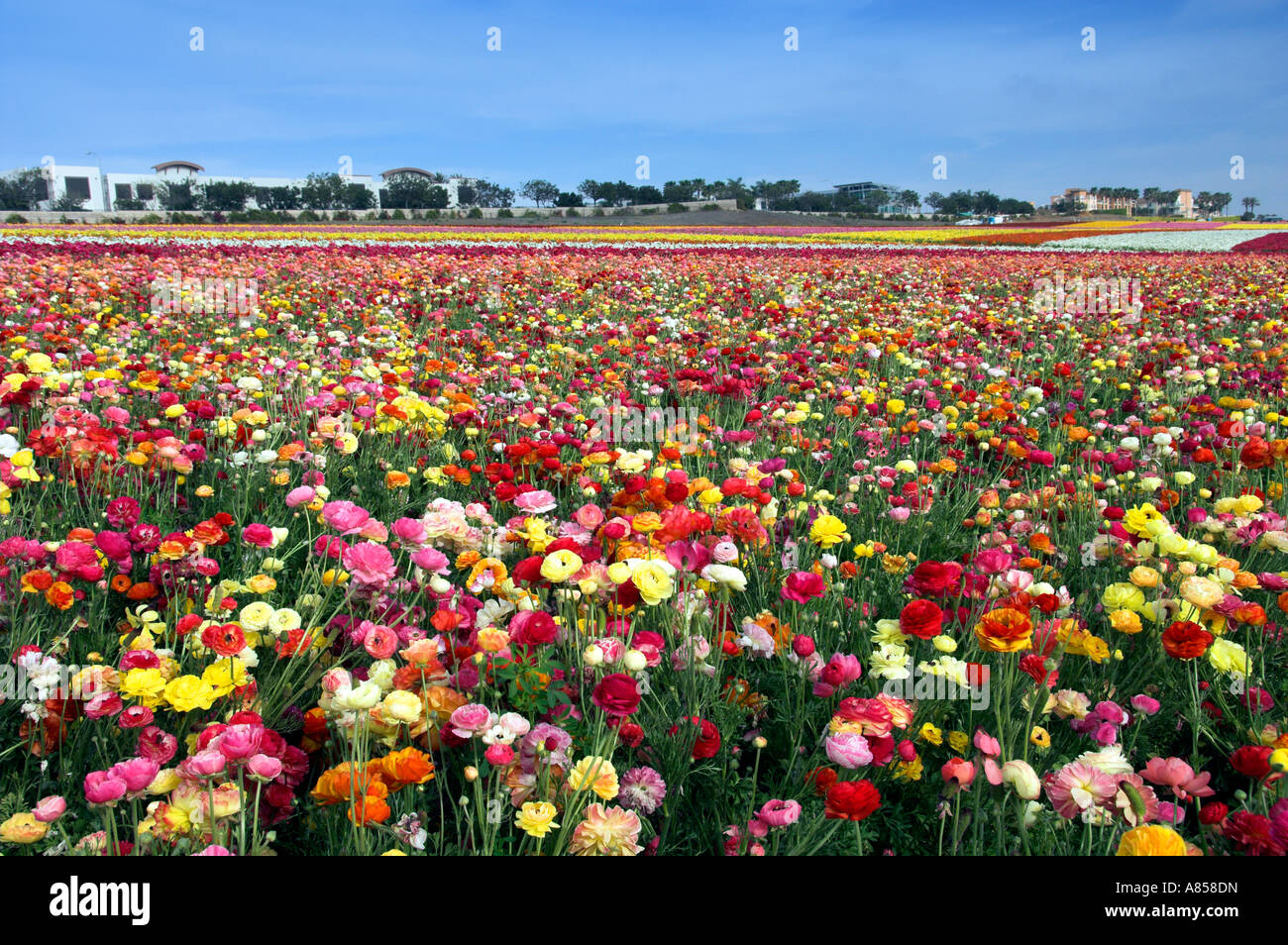 Giant Tecolote Ranunculus flower fields in bloom near Carlsbad ...