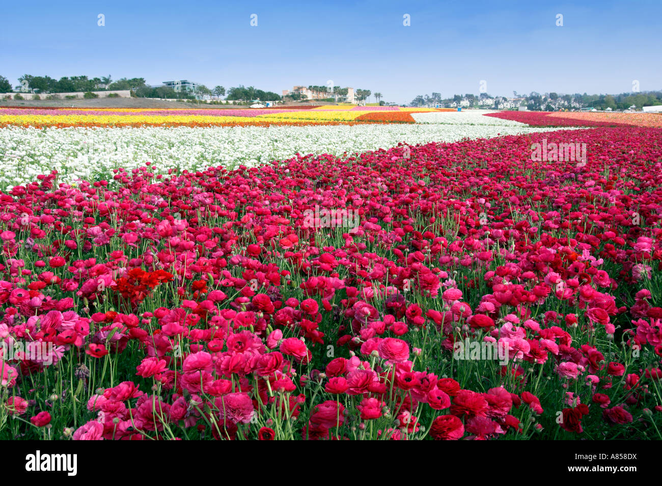 Giant Tecolote Ranunculus flower fields in bloom near Carlsbad ...