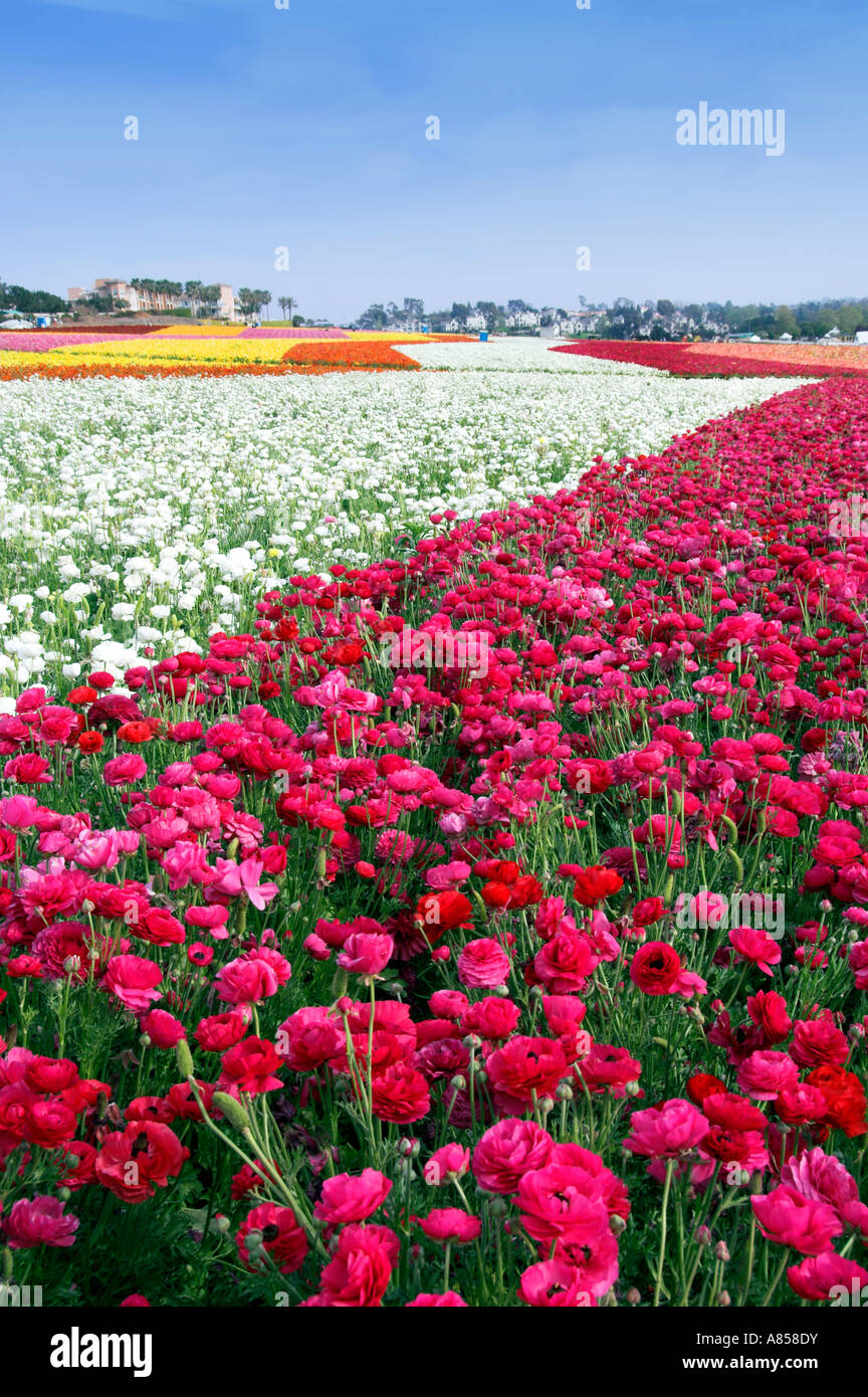 Giant Tecolote Ranunculus flower fields in bloom near Carlsbad ...