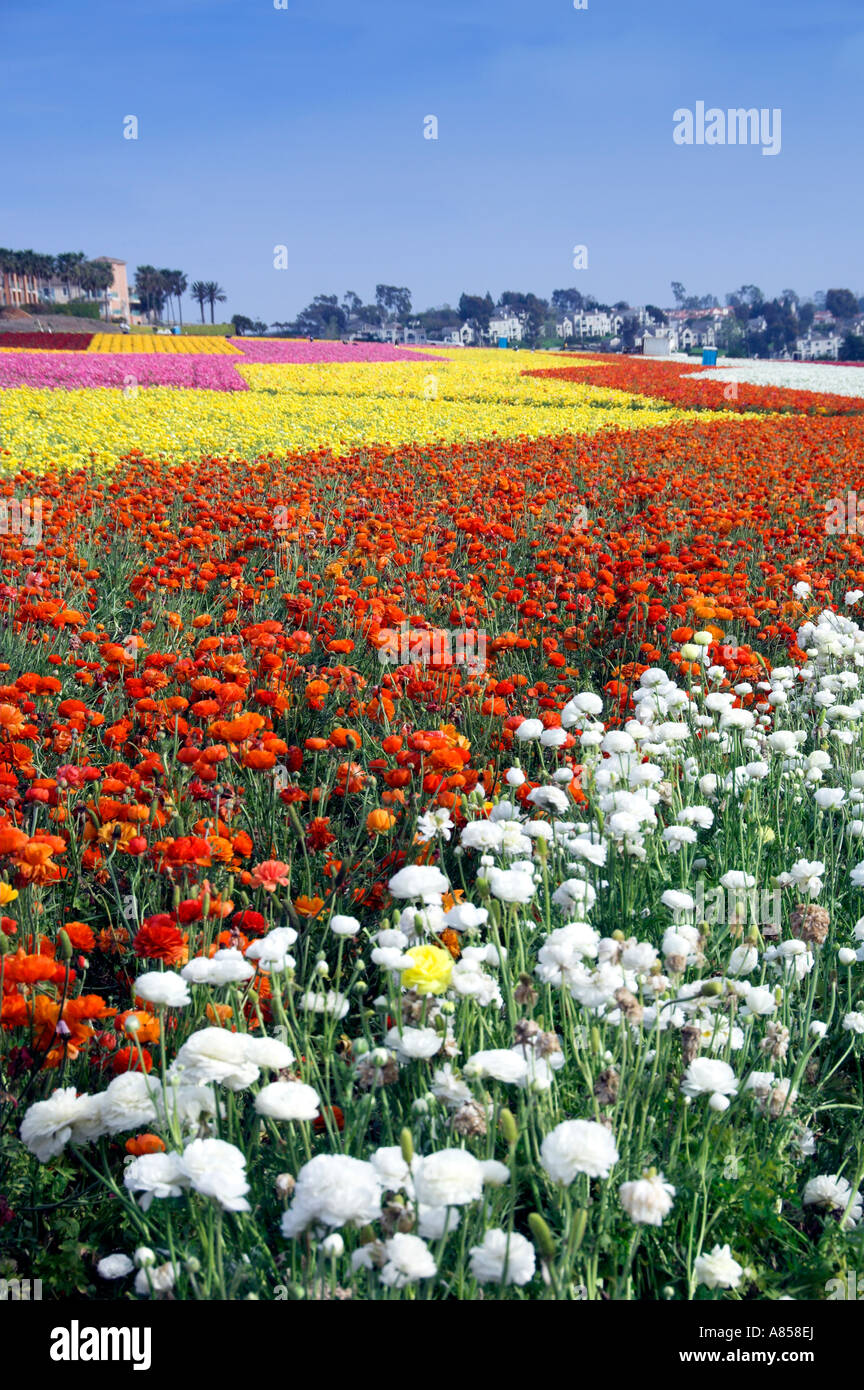 Giant Tecolote Ranunculus flower fields in bloom near Carlsbad ...