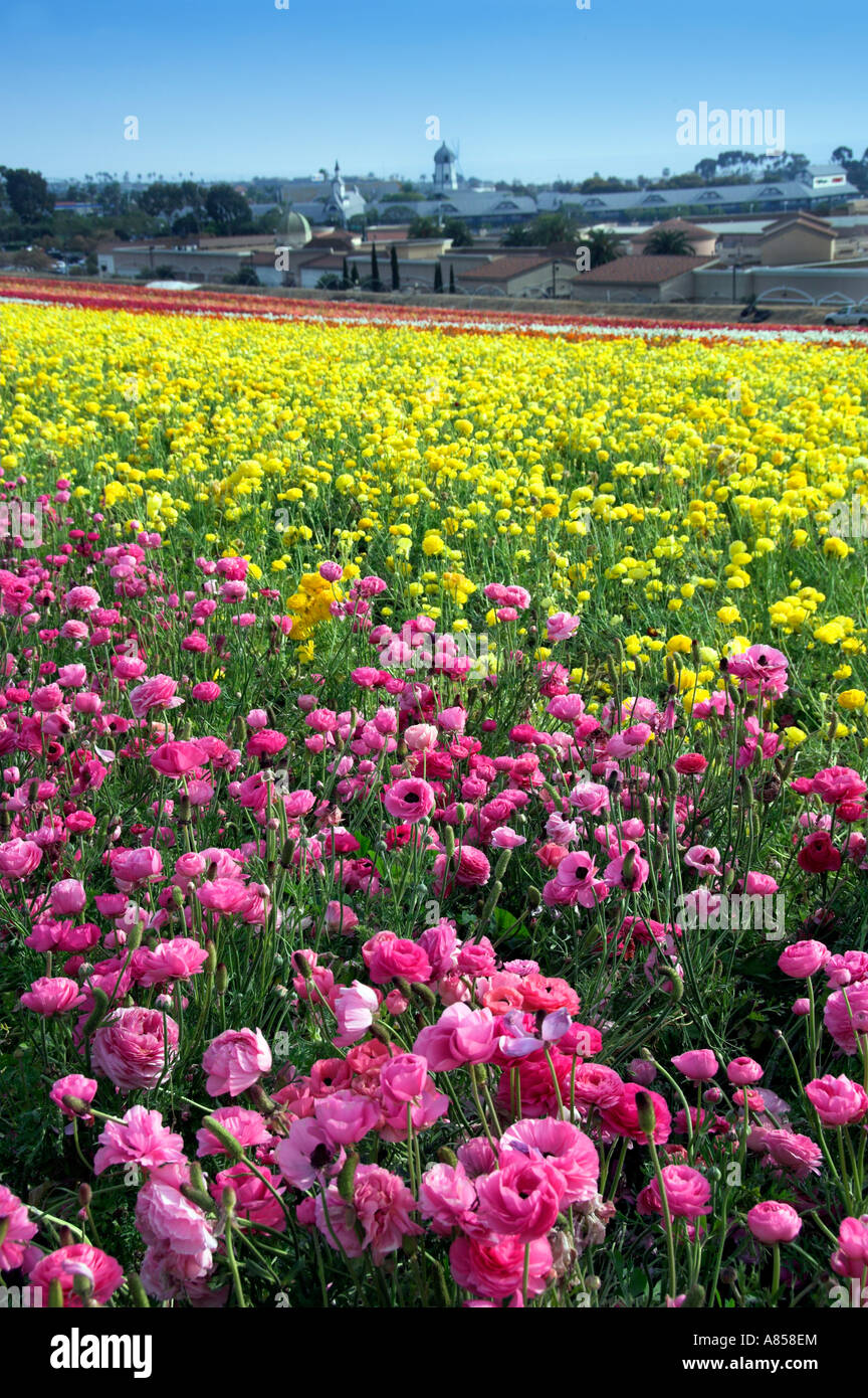 Giant Tecolote Ranunculus flower fields in bloom near Carlsbad ...