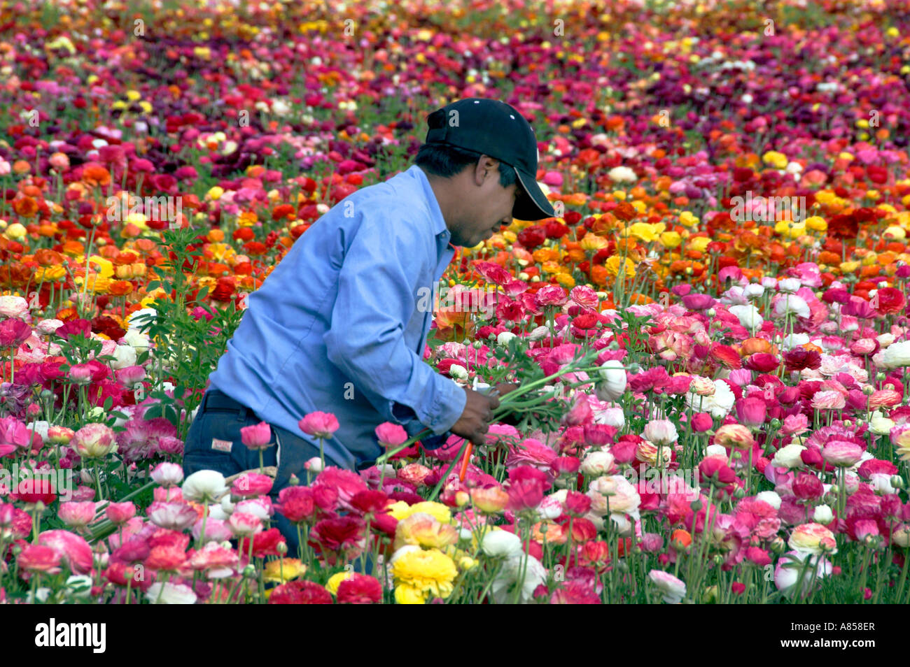 Migrant workers harvest flowers in the Giant Tecolote Ranunculus flower ...