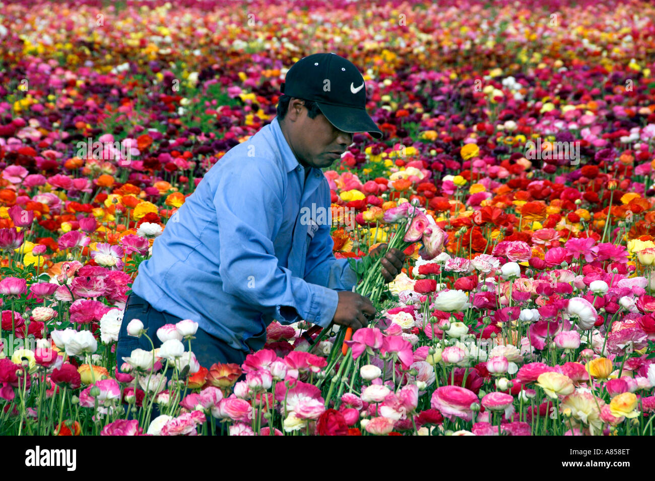 Migrant workers harvest flowers in the Giant Tecolote Ranunculus flower ...