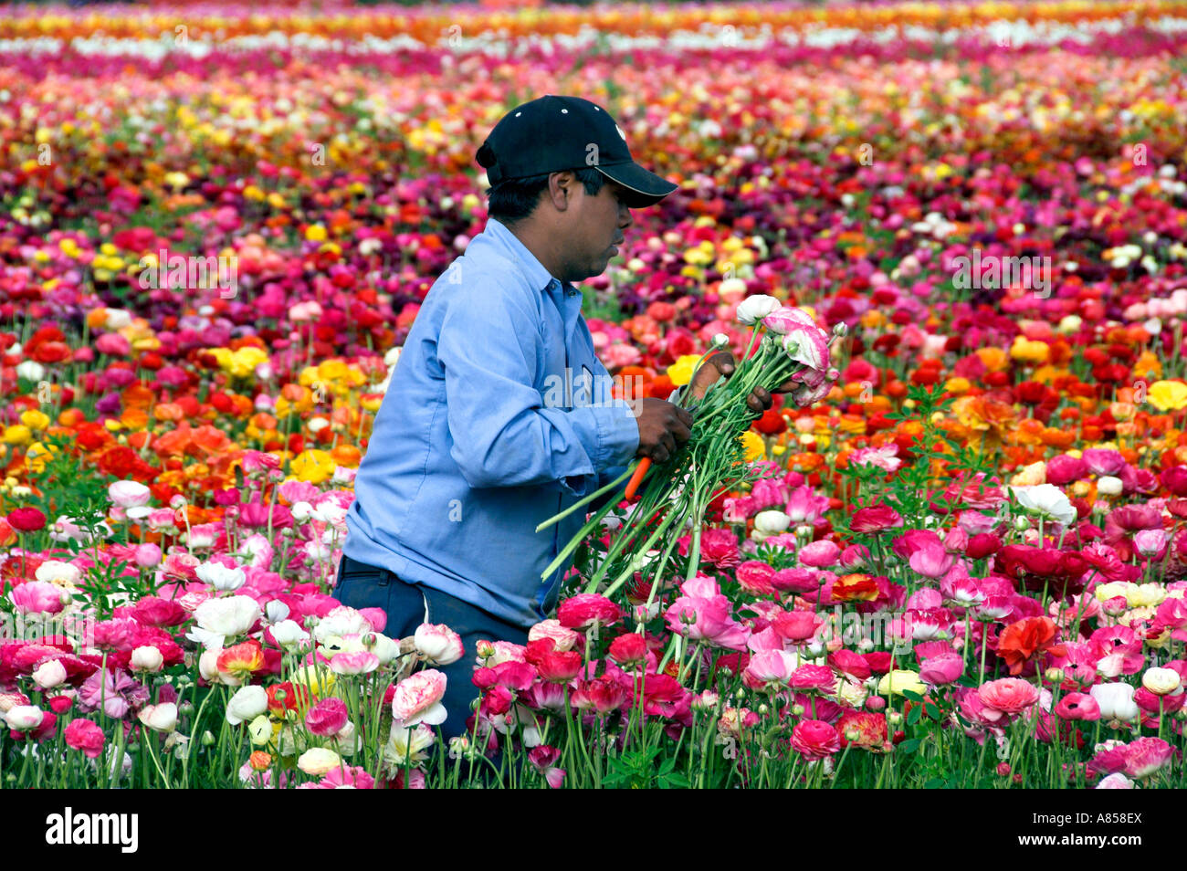 Migrant workers harvest flowers in the Giant Tecolote Ranunculus flower ...