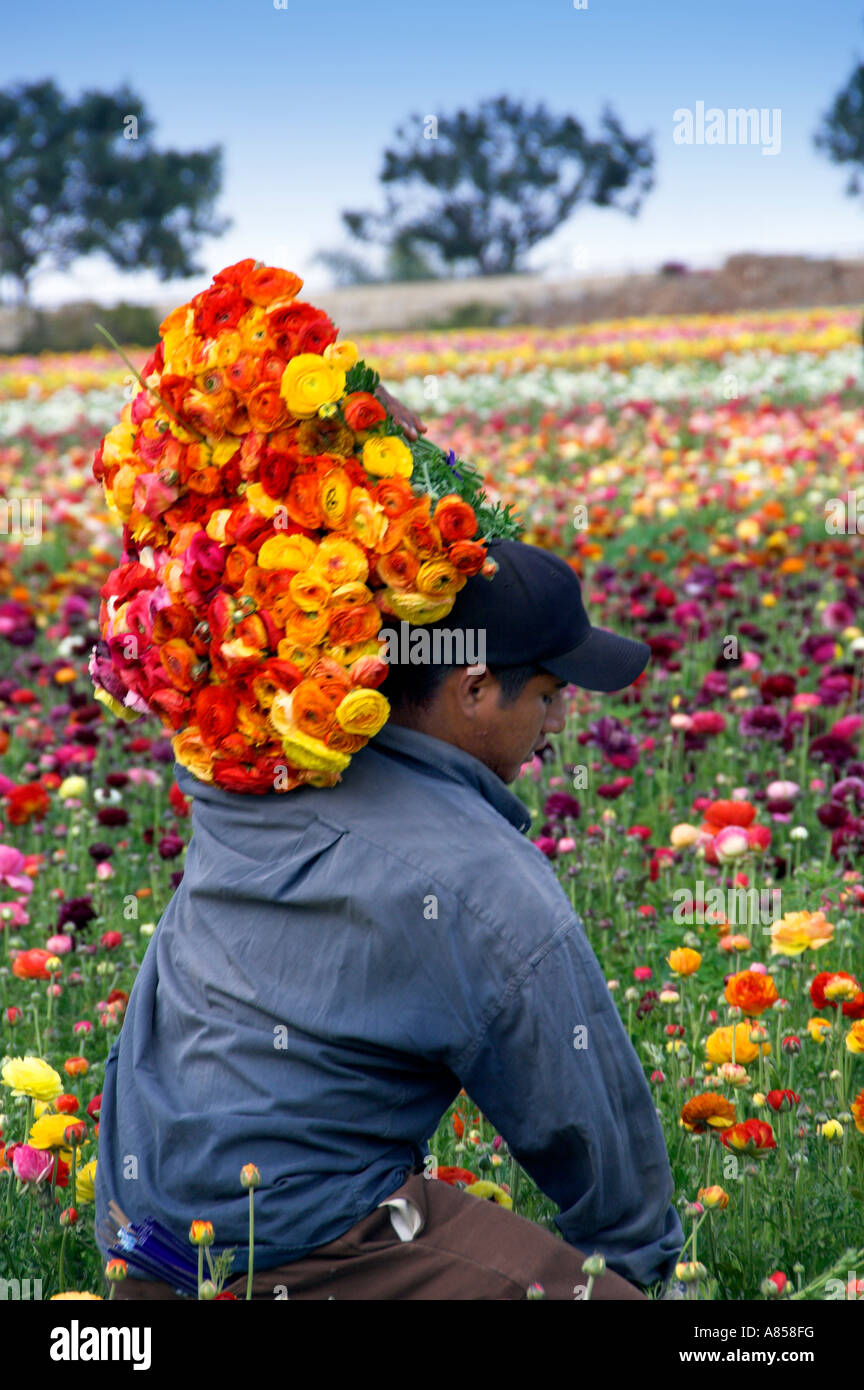 Migrant workers harvest flowers in the Giant Tecolote Ranunculus flower ...