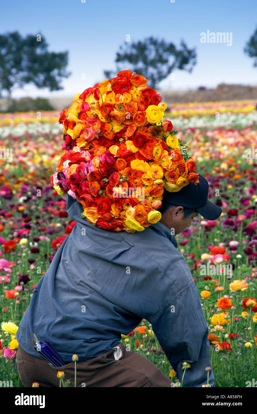 Migrant workers harvest flowers in the Giant Tecolote Ranunculus flower ...