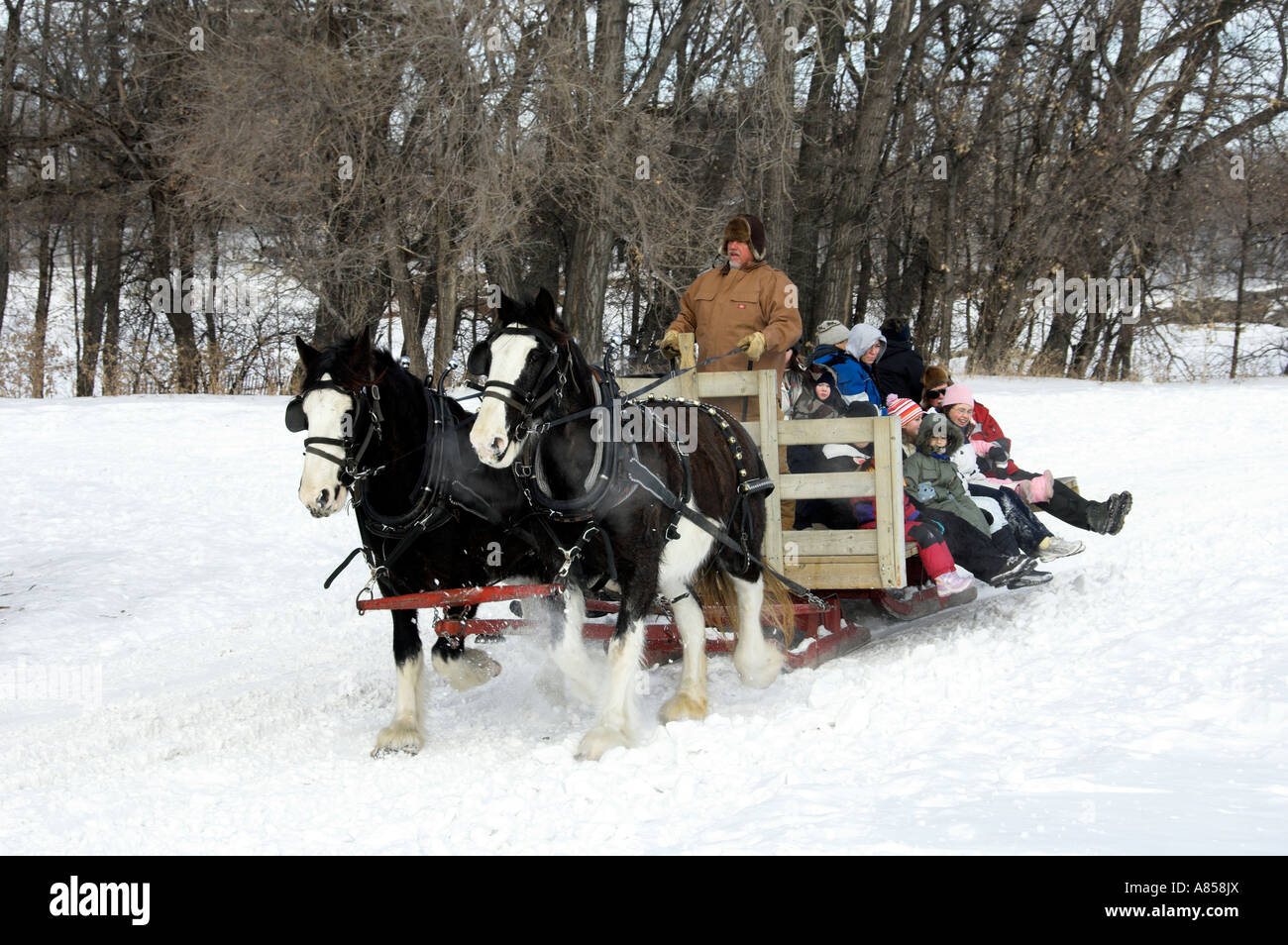 Horse drawn sleigh rides in the snow at the Festival du Voyageur in ...