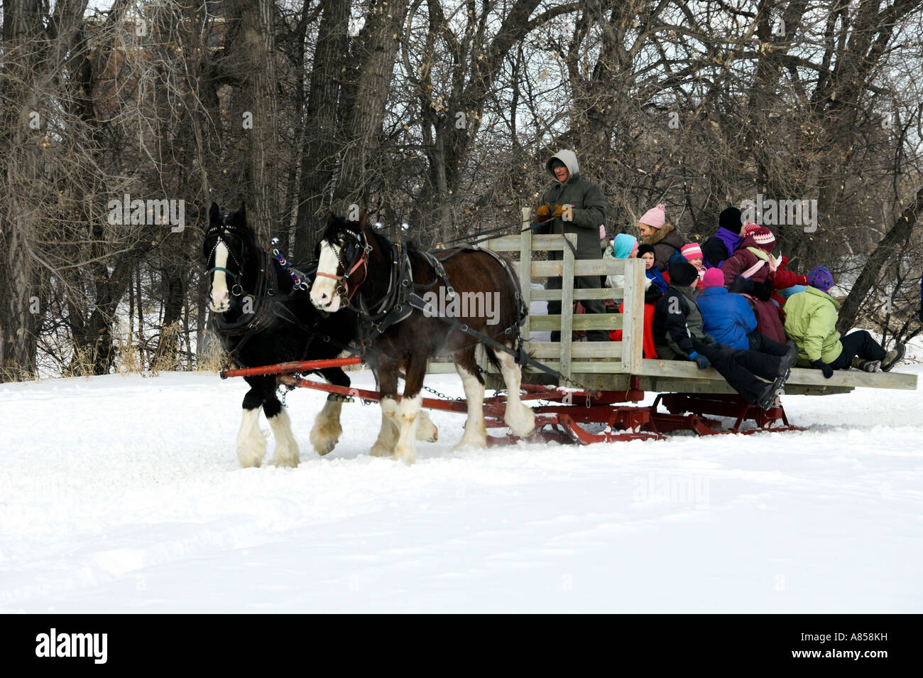 Horse drawn sleigh rides in the snow at the Festival du Voyageur in ...