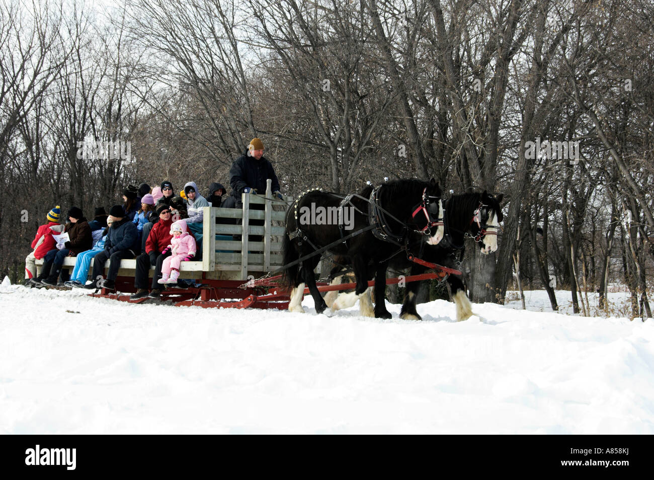 Horse drawn sleigh rides in the snow at the Festival du Voyageur in ...
