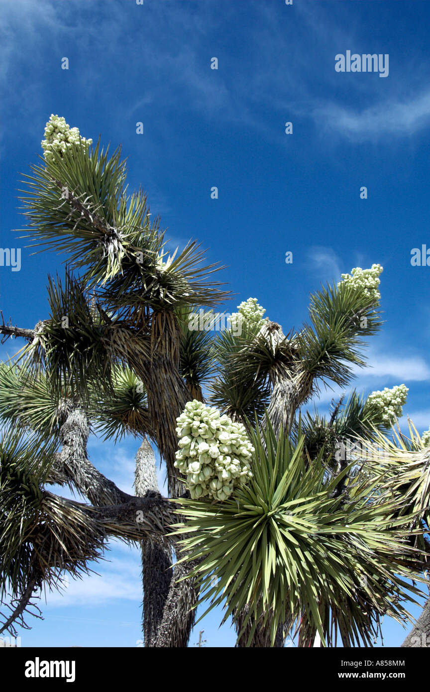 Blooming Joshua trees near Twenty nine Palms California USA Stock Photo ...