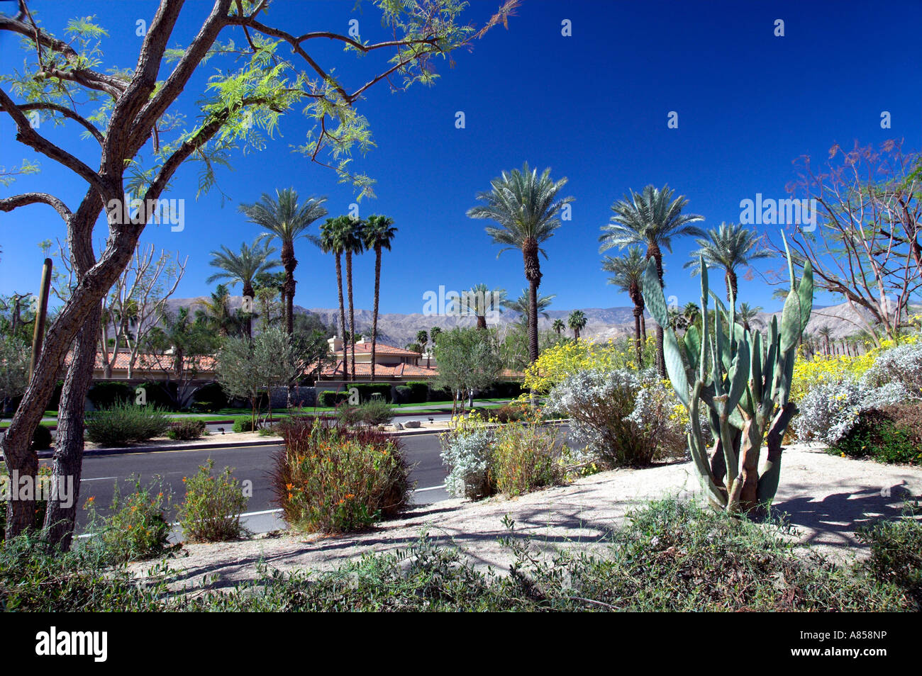 Palm Springs Desert Landscaping