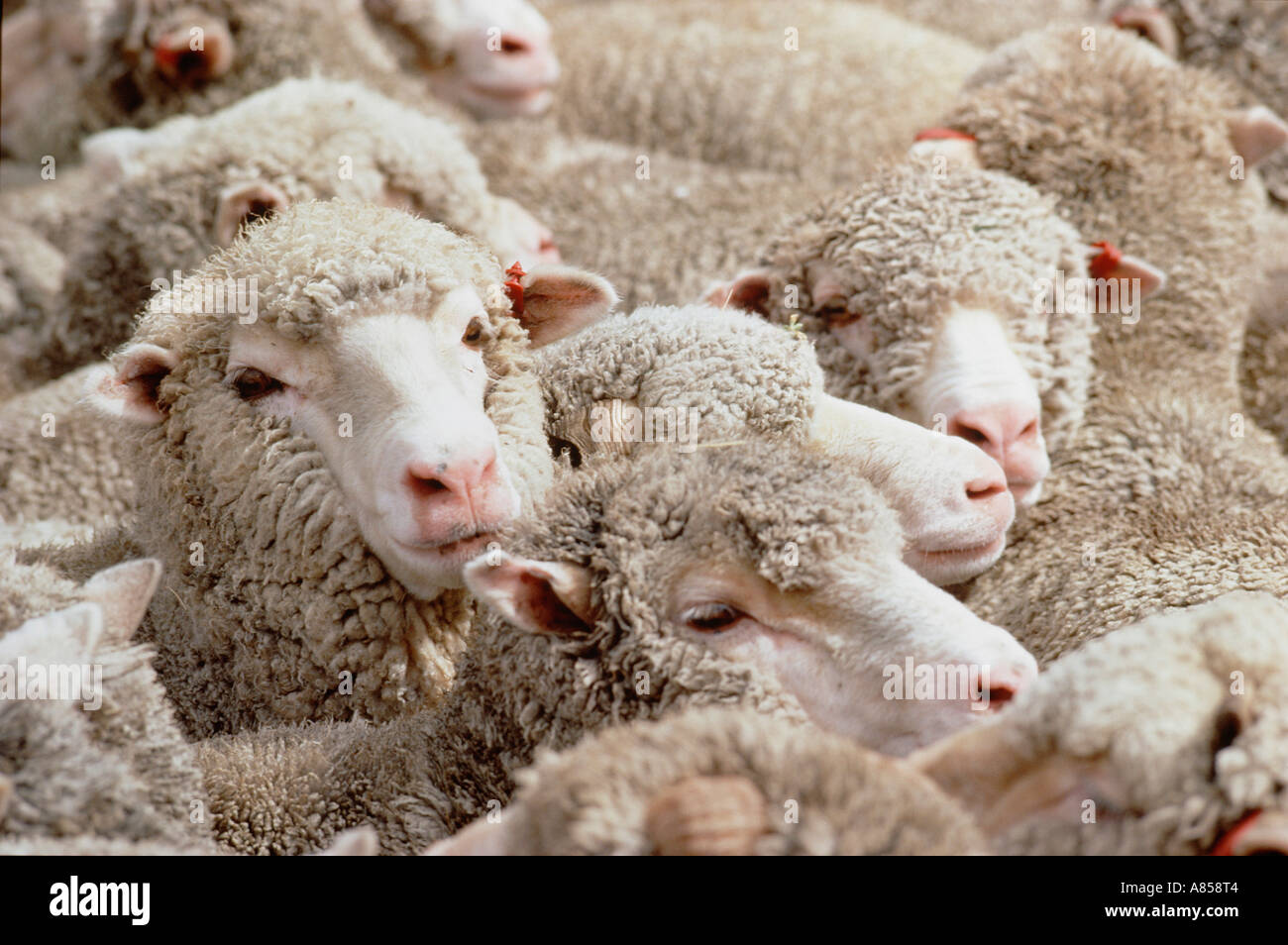 Merino sheep hi-res stock photography and images - Alamy