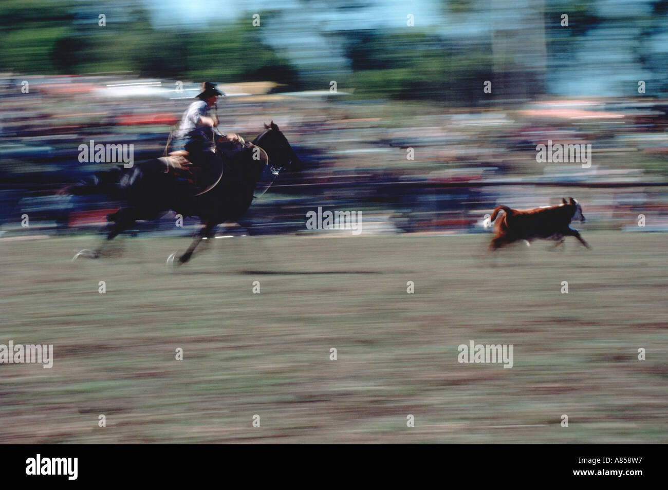 Rodeo calf roping hi-res stock photography and images - Alamy