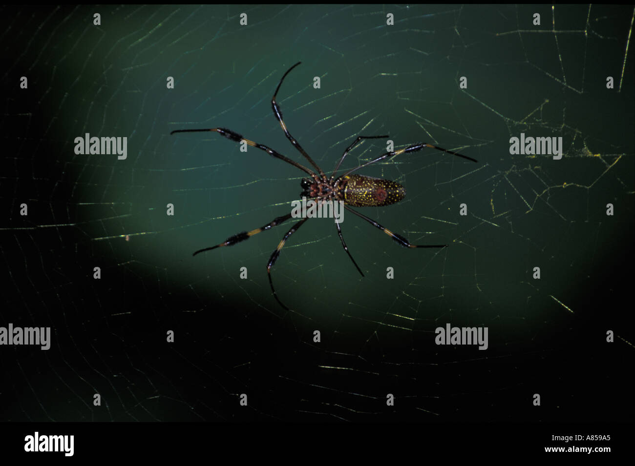 Southwest costa rica hi-res stock photography and images - Alamy