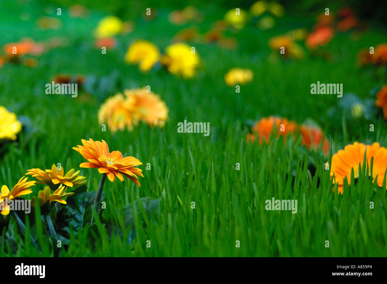Flowers in the grass Stock Photo - Alamy