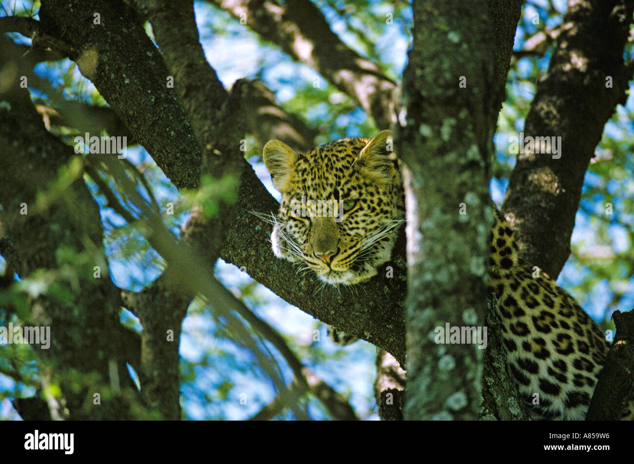Leopard panthera pardus looking out in the tree hi-res stock ...