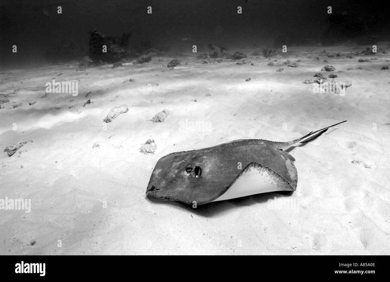SOUTHERN STINGRAY DASYATIS AMERICANA Stock Photo - Alamy
