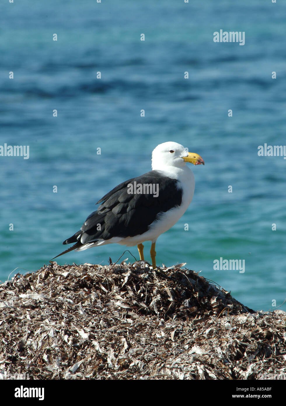 Pacific gull larus pacificus hi-res stock photography and images - Alamy