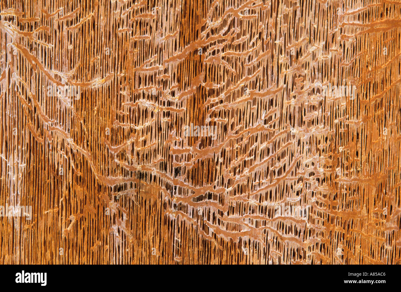 Mold patterns in decaying cedar wood Washington Cascade Mountains ...